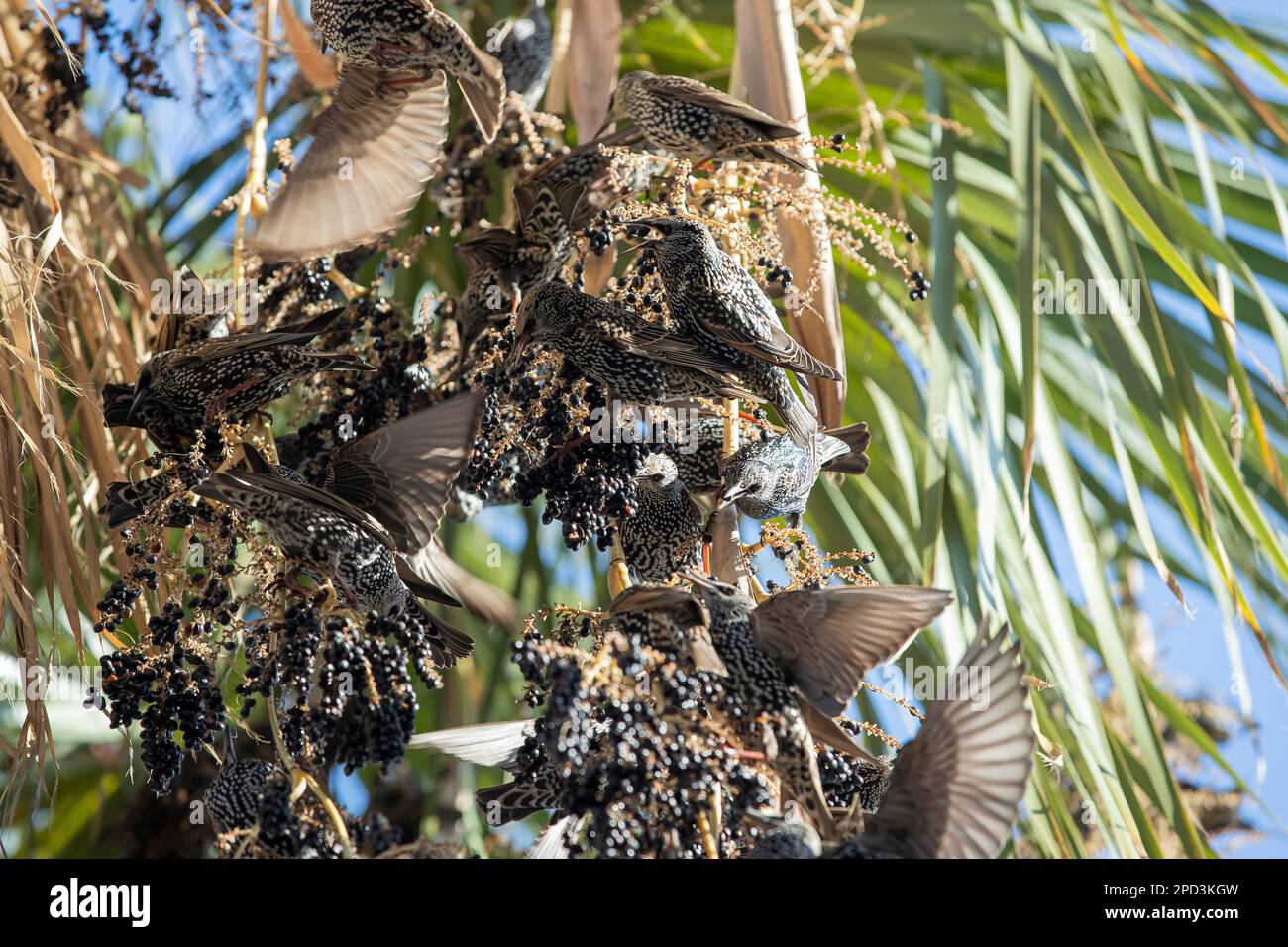 Beautiful large flock of starlings Stock Photo - Alamy