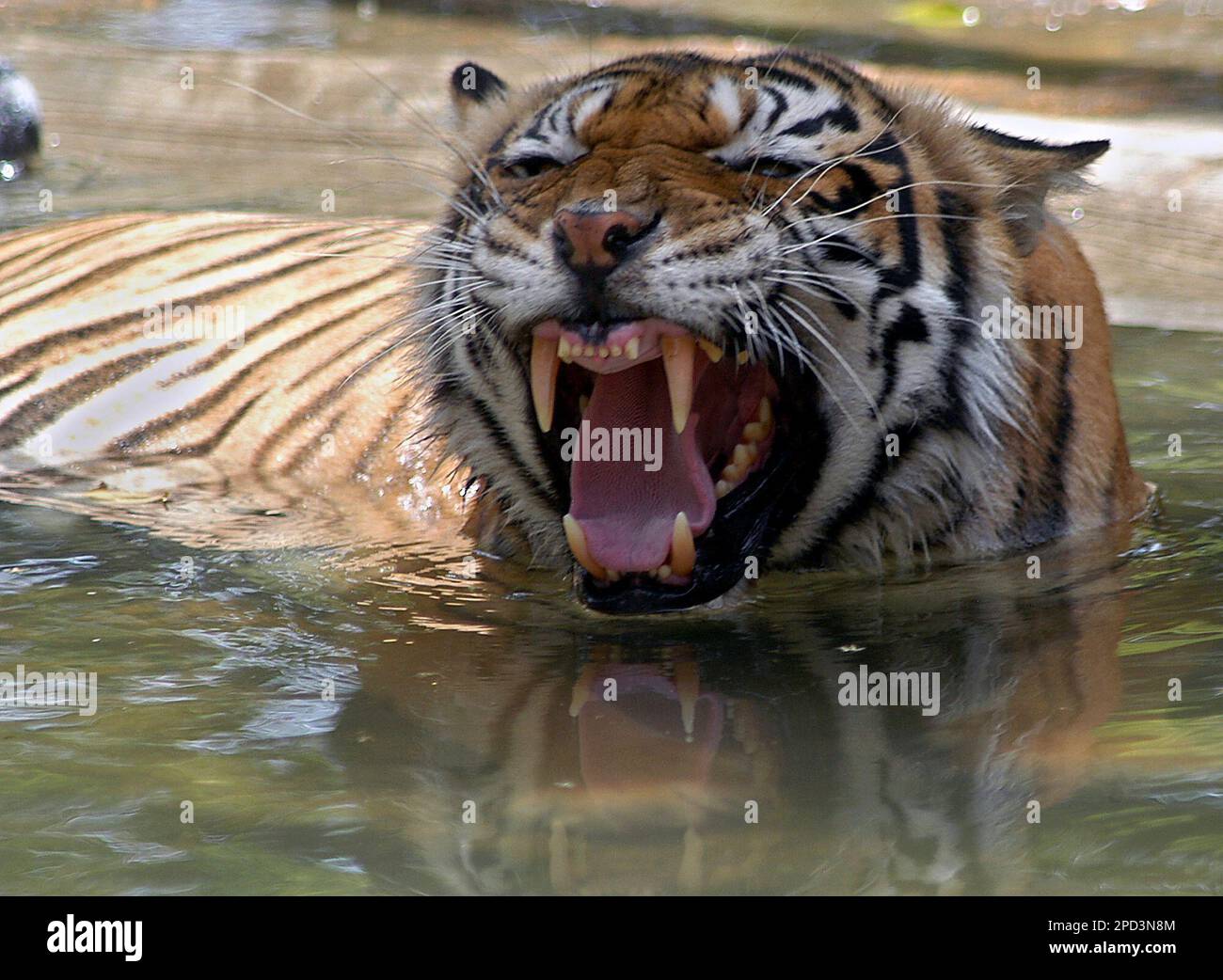 A tiger cools off in a pond at Karachi zoo, where the temperature has ...