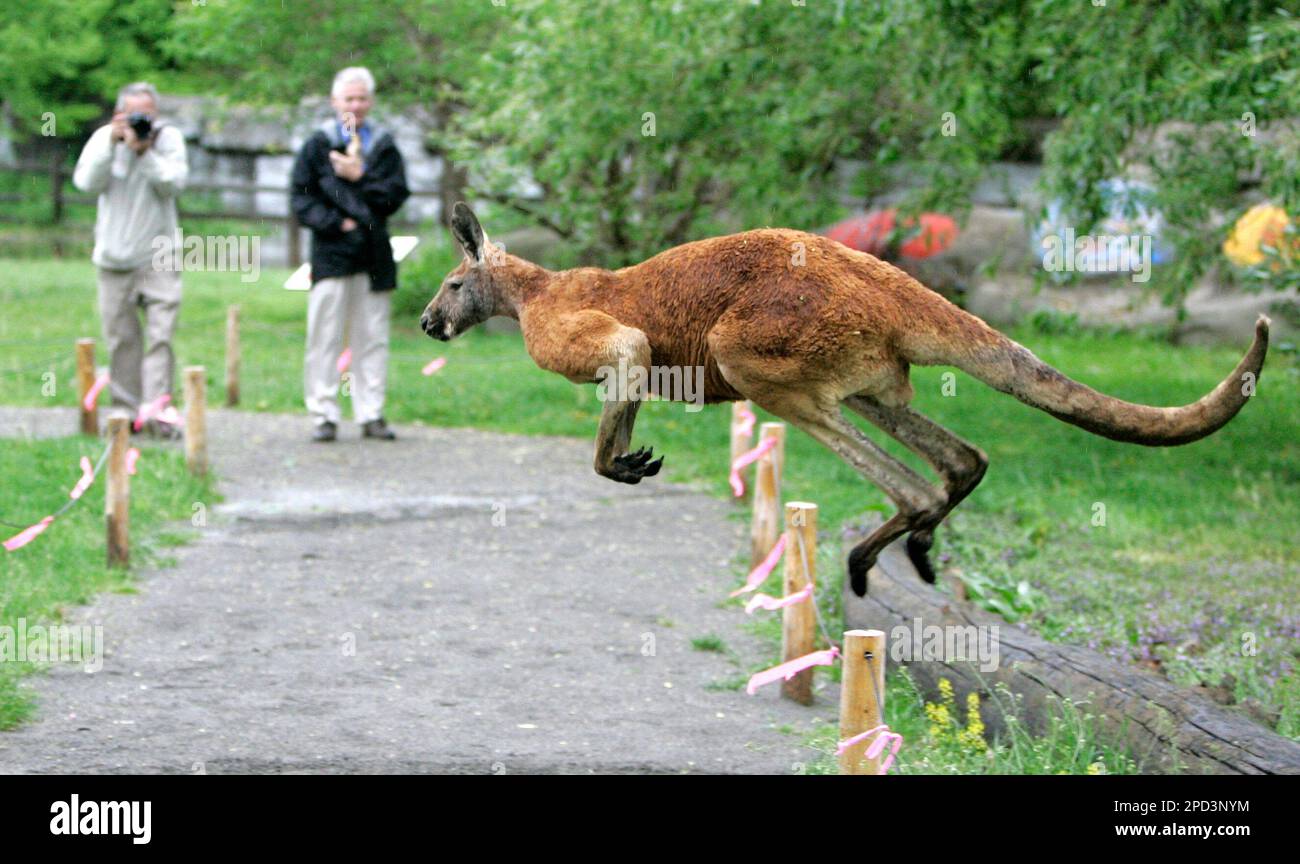 A red kangaroo bounds across a path at the "Australian Outback ...