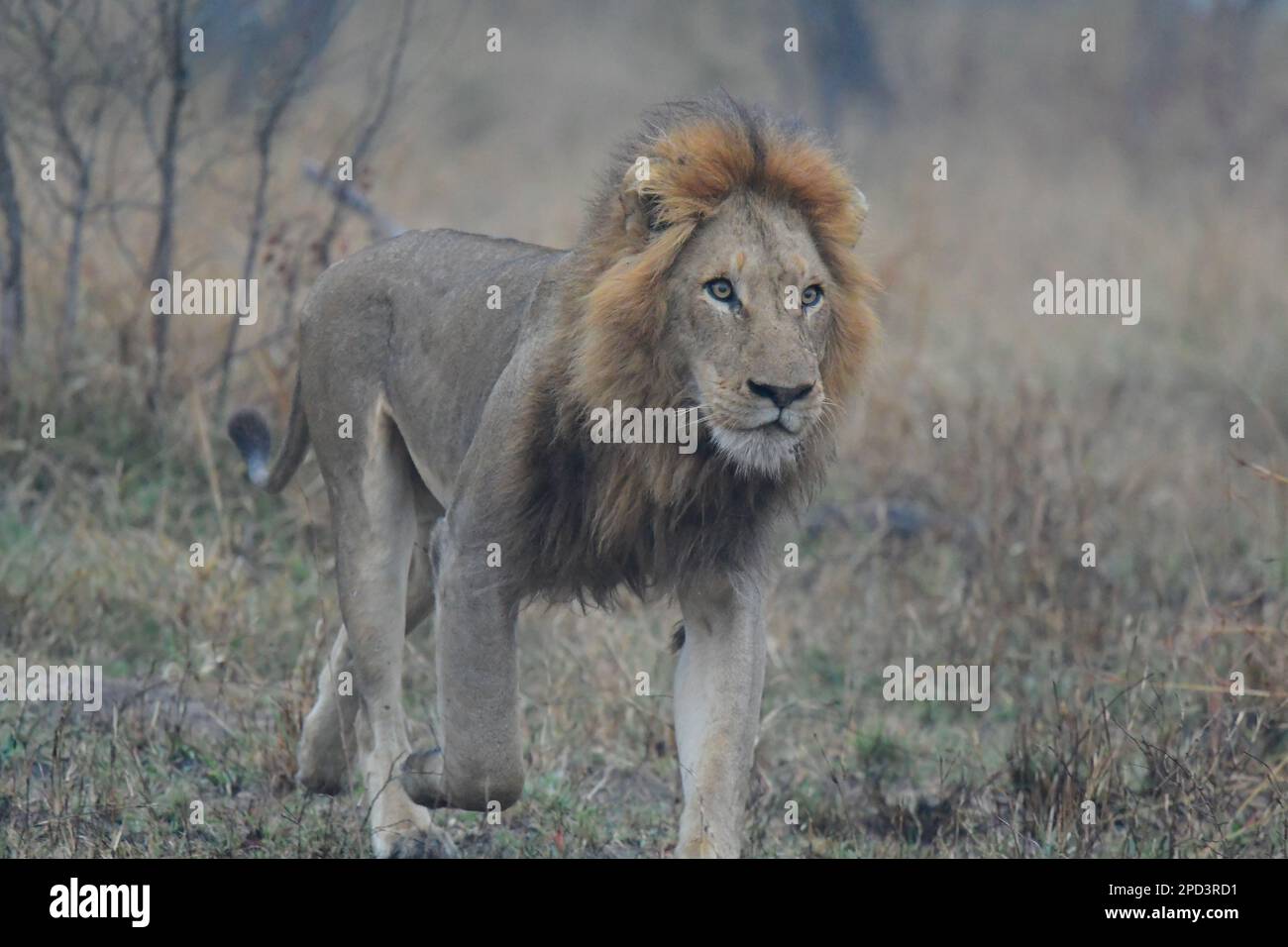 Kruger national park, South Africa Stock Photo - Alamy
