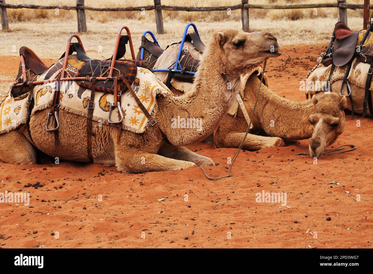 Australian saddle not rodeo hi-res stock photography and images - Alamy