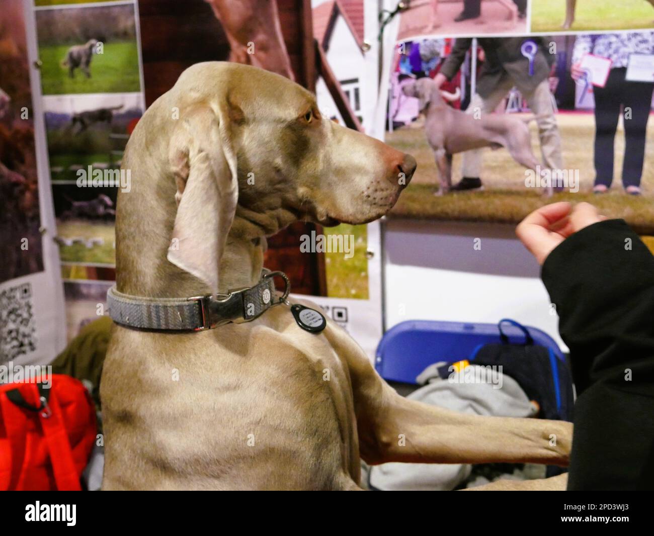 CRUFTS 2023 Birmingham UK, Kennel Club, National Exhibition Centre ...