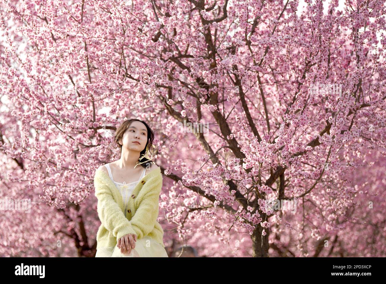 Xi'an, China's Shaanxi Province. 14th Mar, 2023. A woman poses for pictures with spring flowers ...