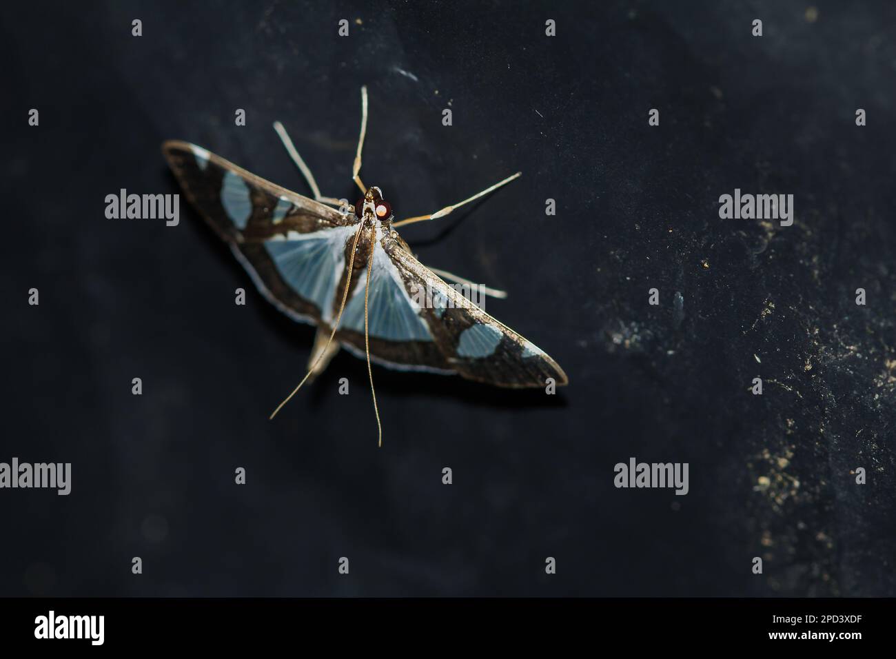 (Moth) or moth It is an insect in the rank Moths in Thailand has ...