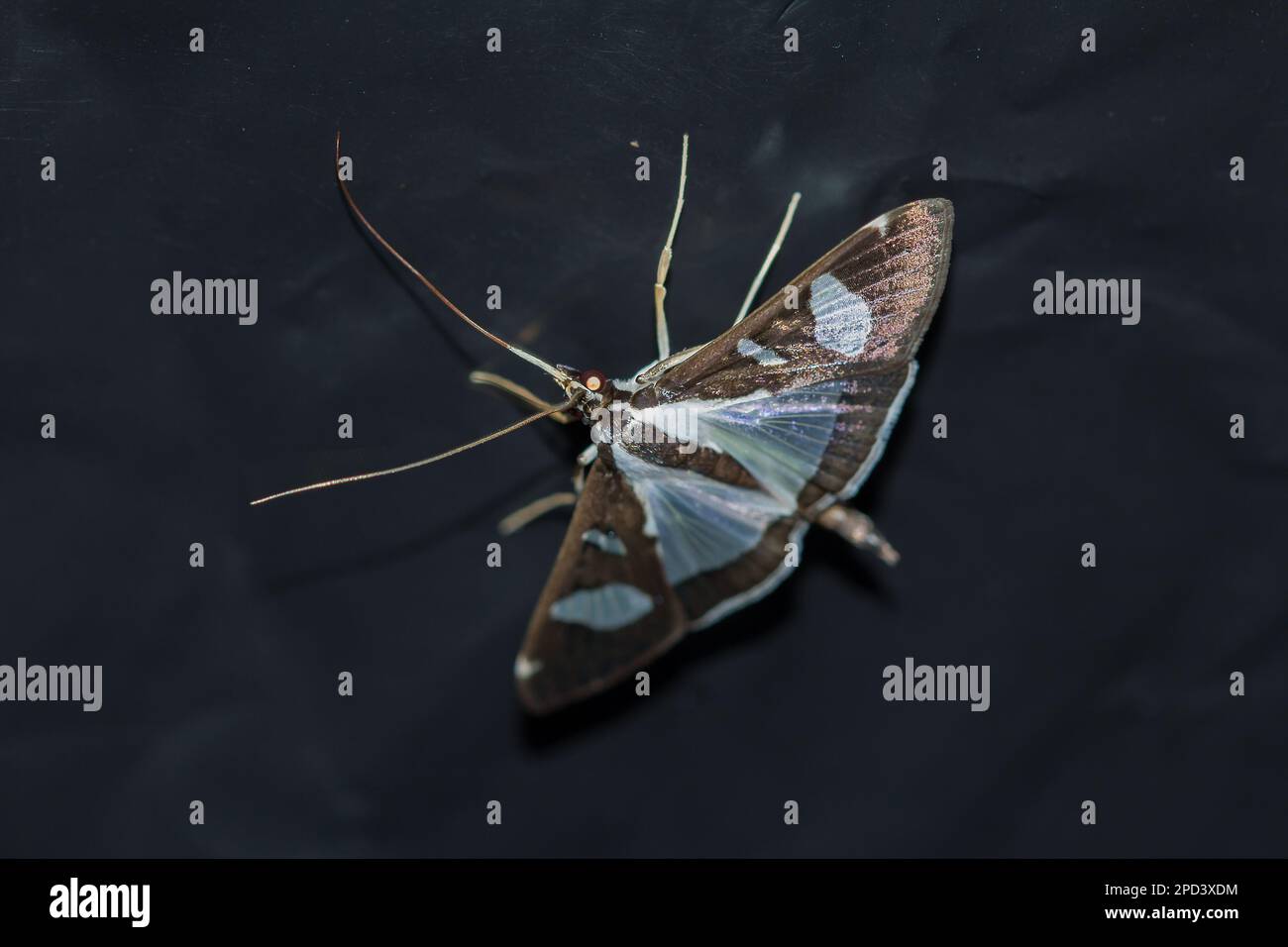 (Moth) or moth It is an insect in the rank Moths in Thailand has ...