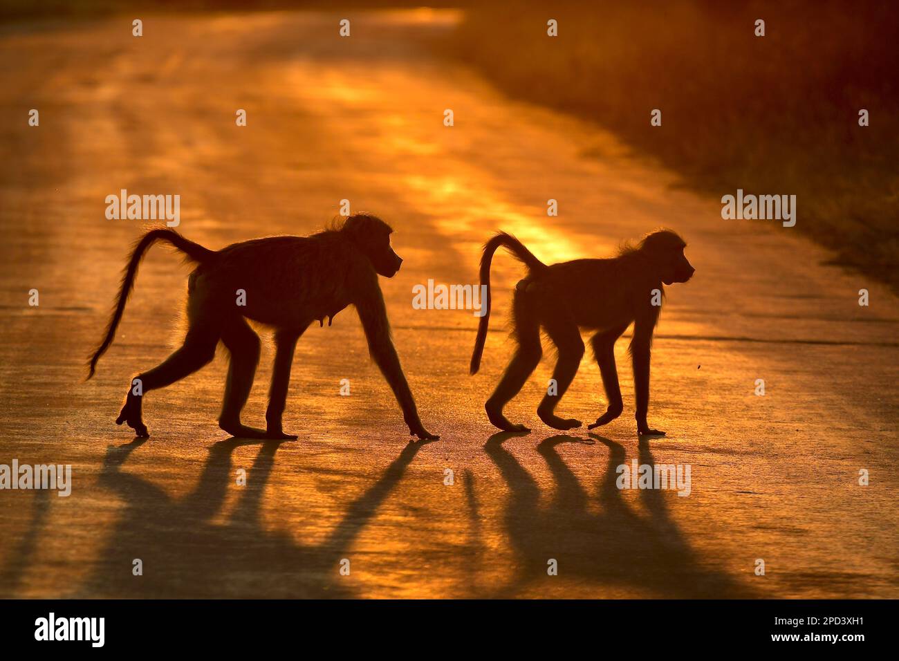 Kruger national park, South Africa Stock Photo - Alamy