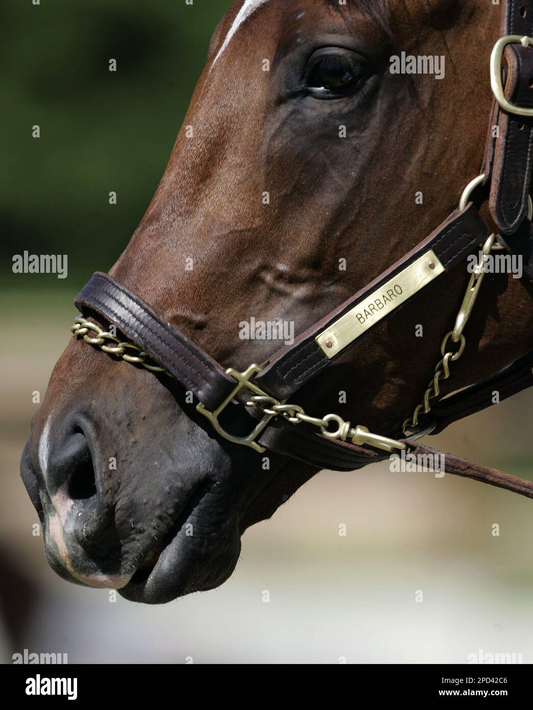 Kentucky Derby winner Barbaro is lead around the paddock outside of his ...