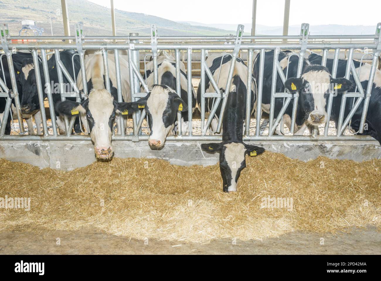 Livestock tracker hi-res stock photography and images - Alamy