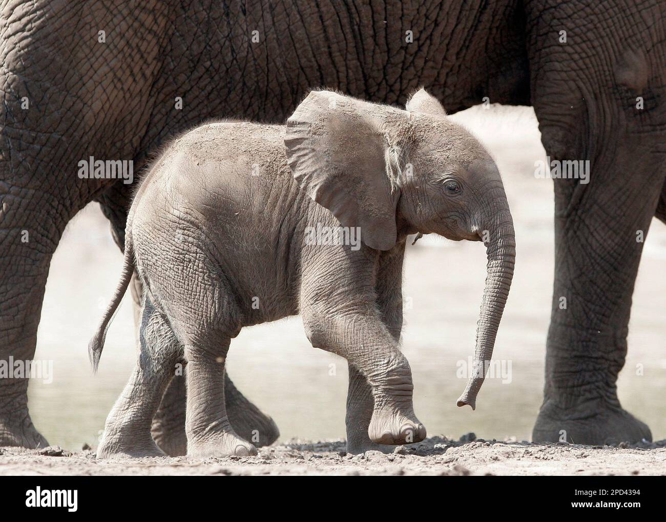 Seven-weeks-old baby elephant Bou Bou takes his first visit in the ...