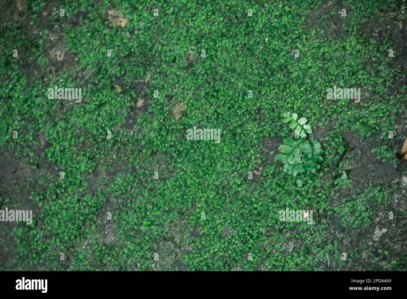 Ferns and mosses are common in the rainforest. Both at low and high ...
