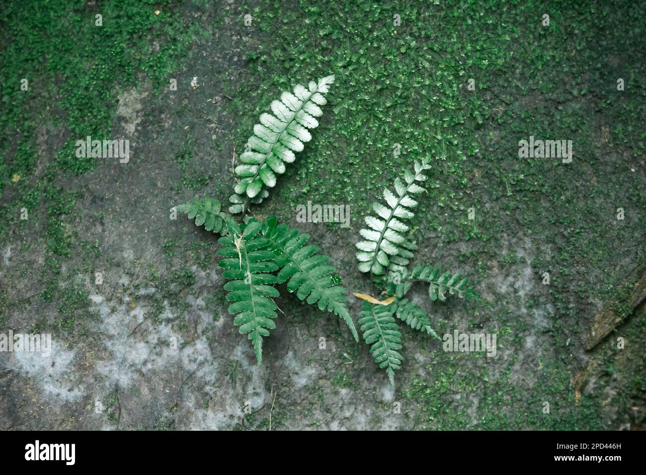Ferns and mosses are common in the rainforest. Both at low and high ...