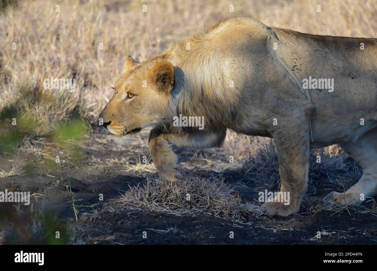 Kruger national park, South Africa Stock Photo - Alamy