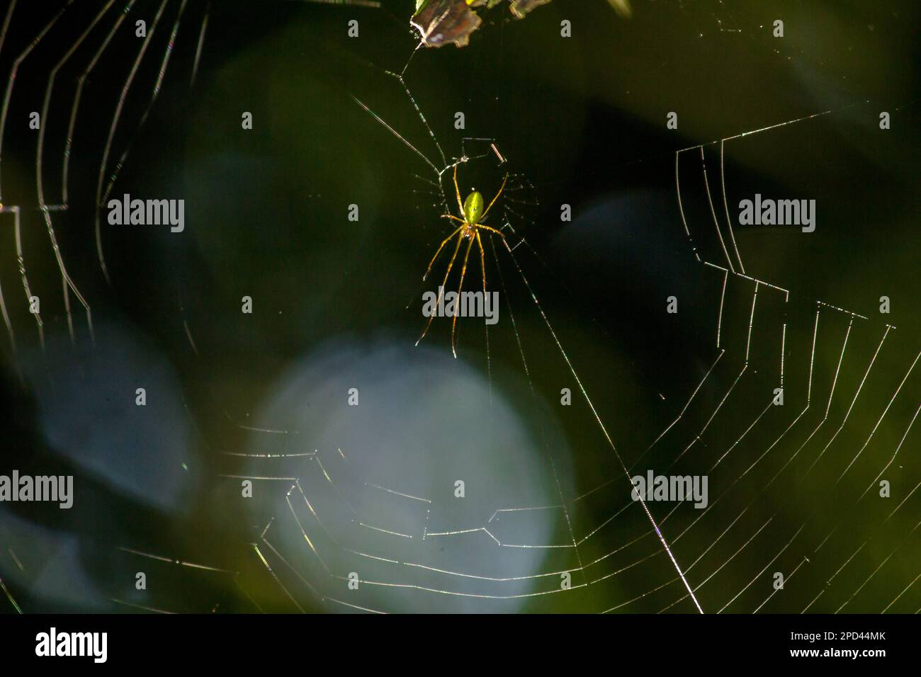 Spiders on the web are common in evergreen forests. , Spiders build ...