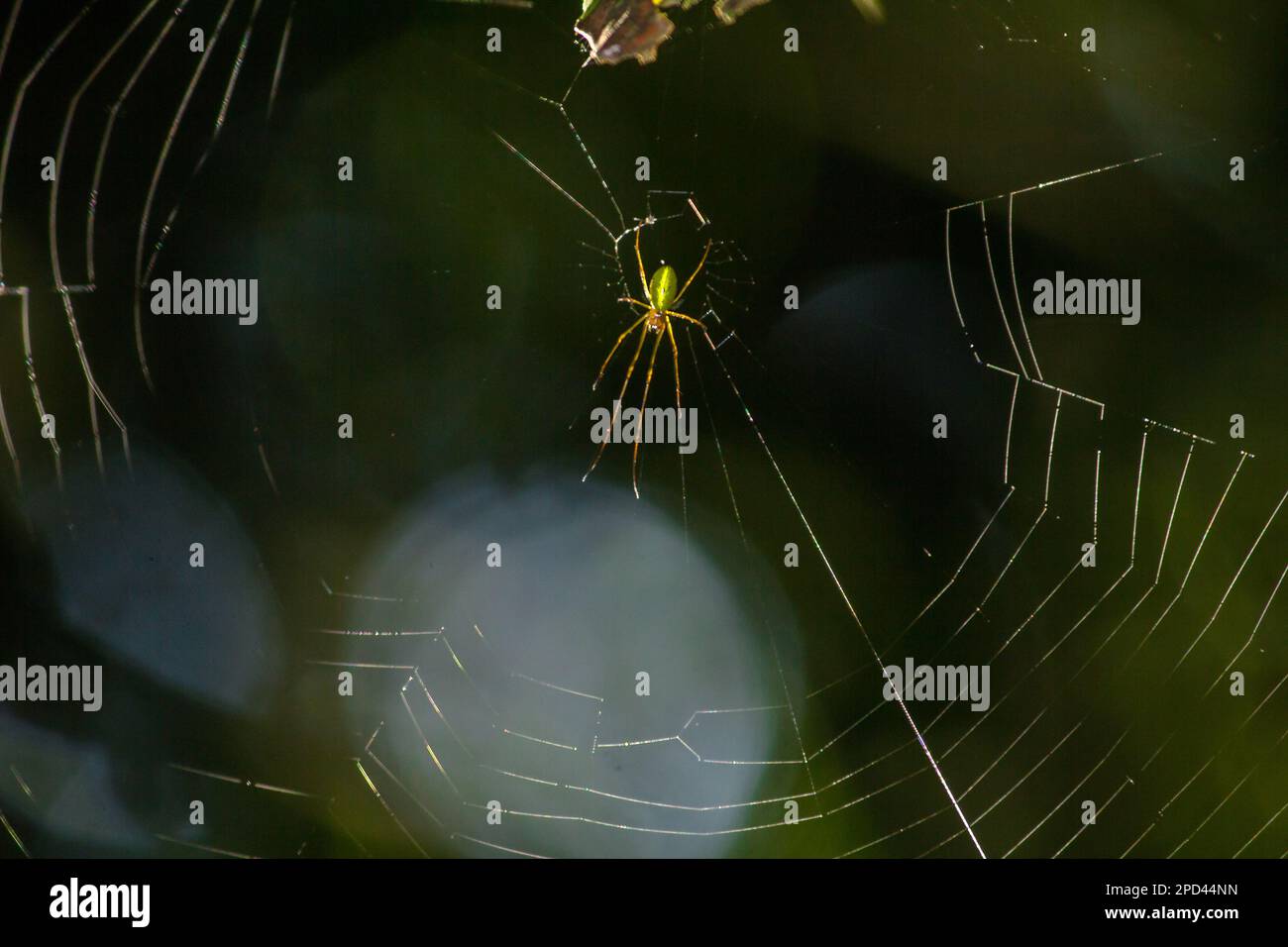 Spiders on the web are common in evergreen forests. , Spiders build ...