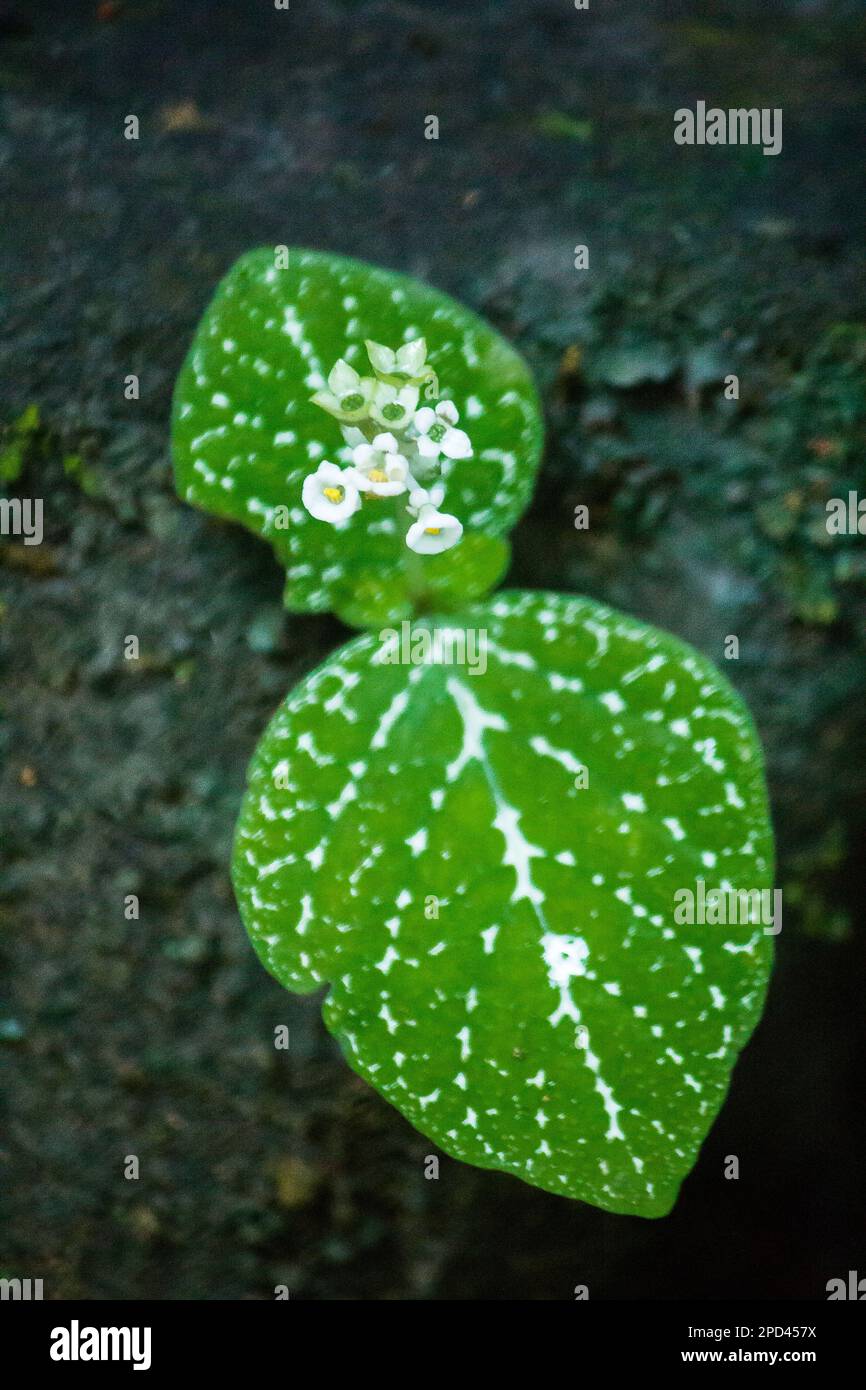 Tiny white flowers on rocks grow in moist evergreen forests Stock Photo ...