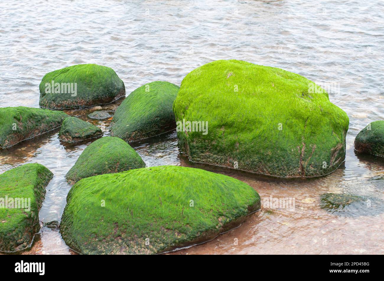 Beautiful stones overgrown with green algae in the sea Stock Photo - Alamy