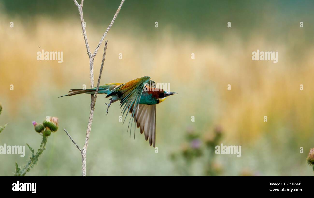 Colorful Bee Eater in the Danube Delta Stock Photo - Alamy