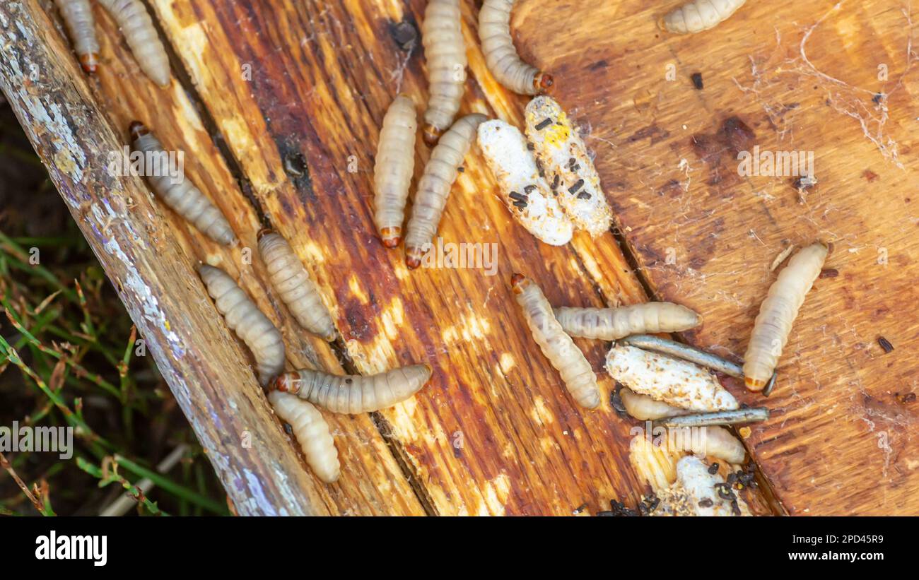 Fully-grown larvae form cocoons in comb debris, attached to frame or ...