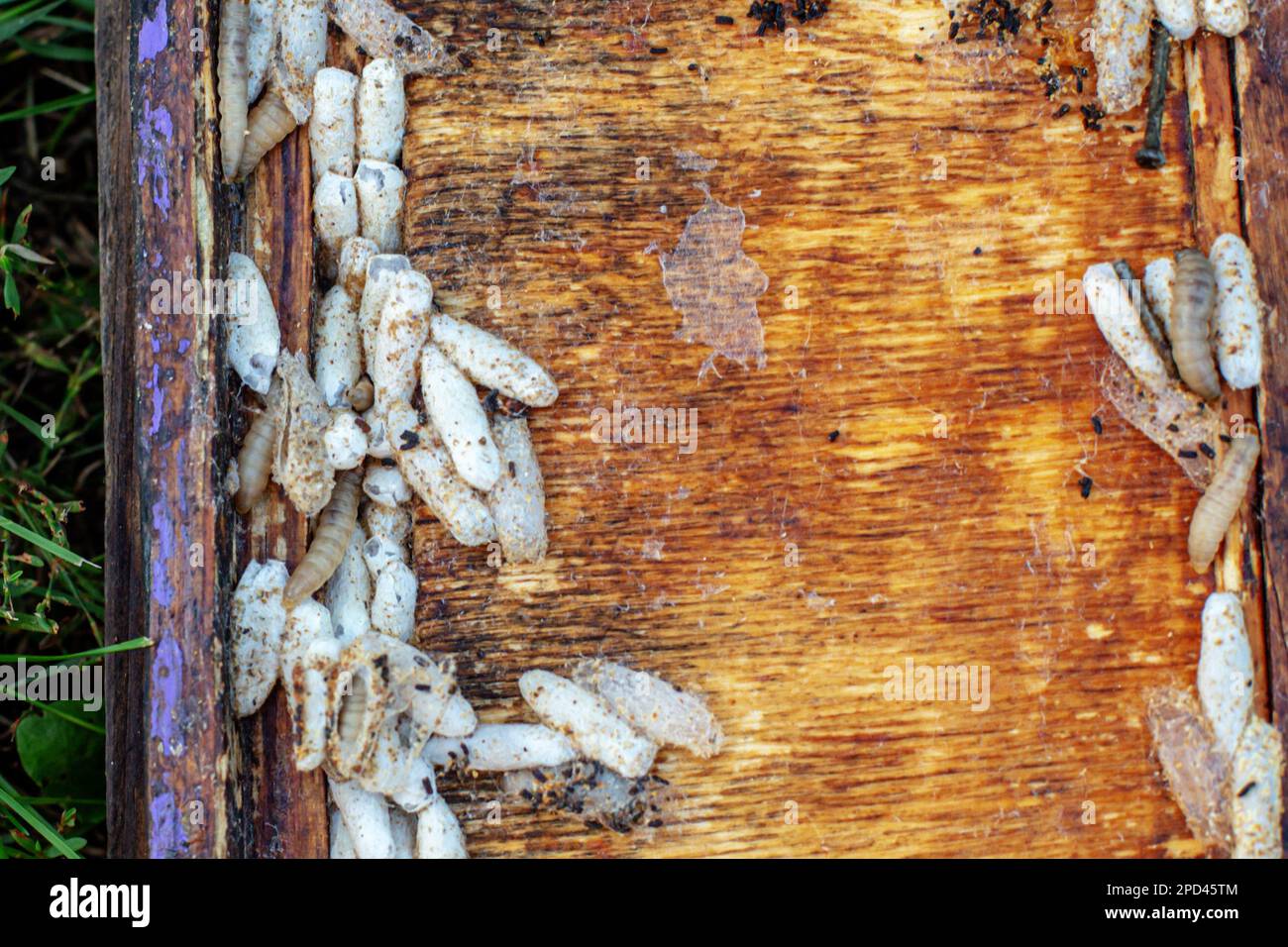 Fully-grown larvae form cocoons in comb debris, attached to frame or ...