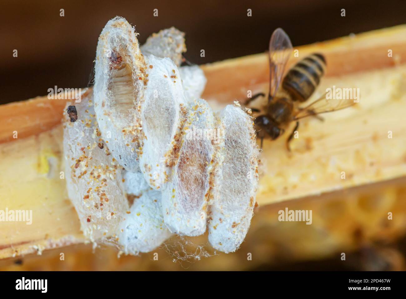 Next moth hi-res stock photography and images - Alamy