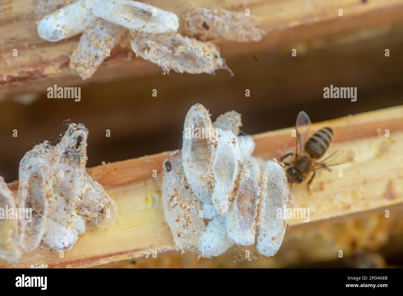 Next moth hi-res stock photography and images - Alamy