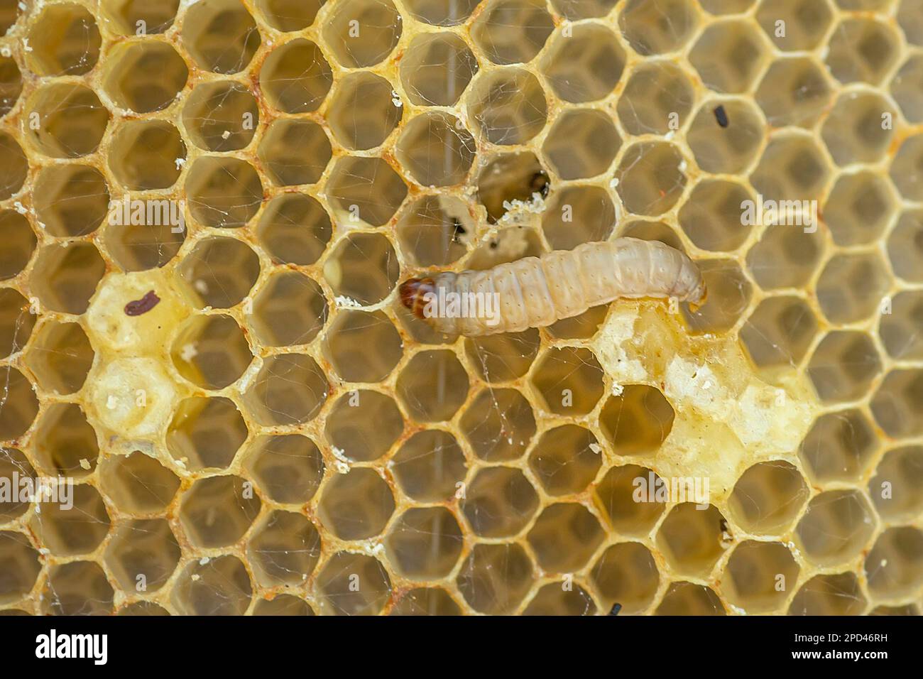Waxworms, caterpillar larvae of wax moths, on damaged beeswax, frame ...