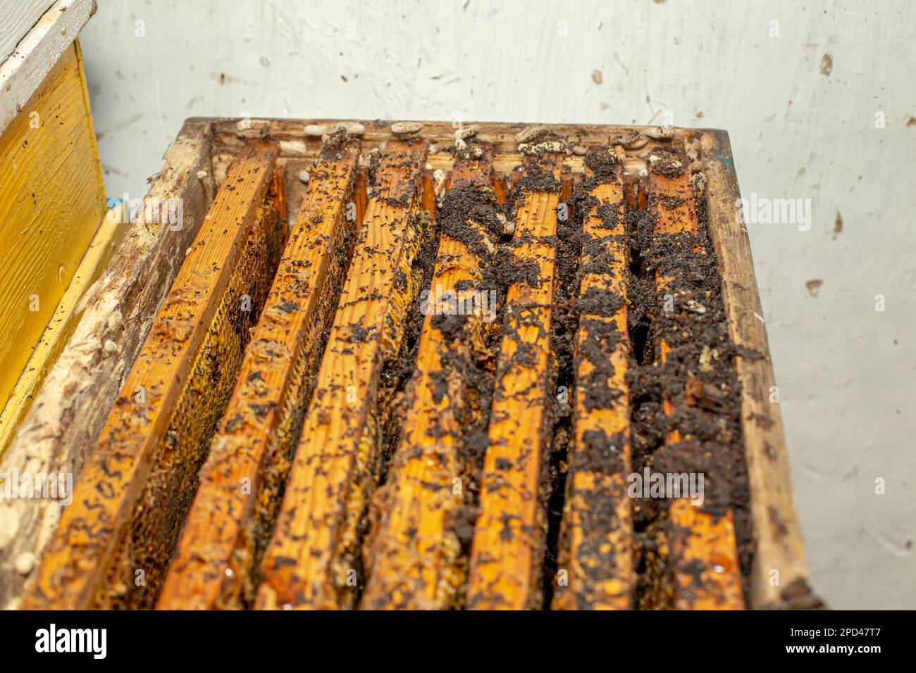 Wax moth larvae on an infected bee nest. cover of the hive is infected ...