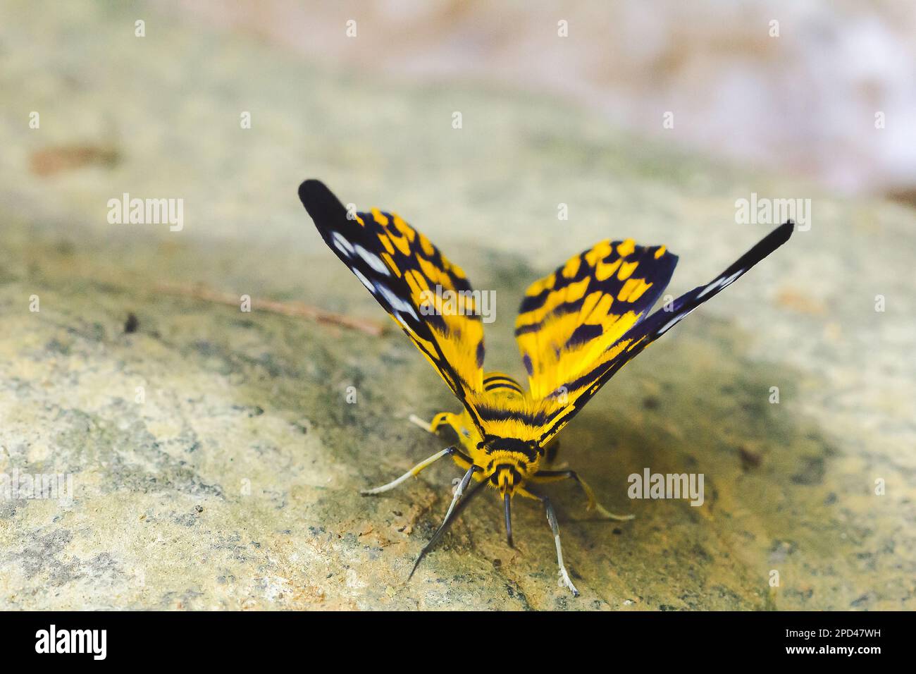 Military Dysphania Moth perched on white rocks along a colorful canal ...