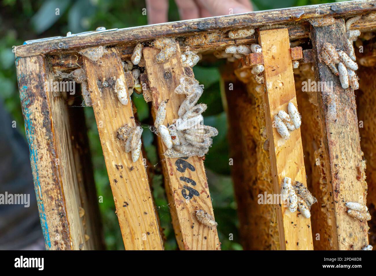Fully-grown larvae form cocoons in comb debris, attached to frame or ...