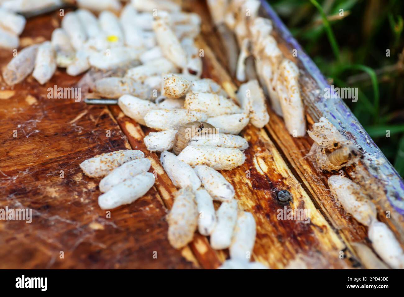 Fully-grown larvae form cocoons in comb debris, attached to frame or ...