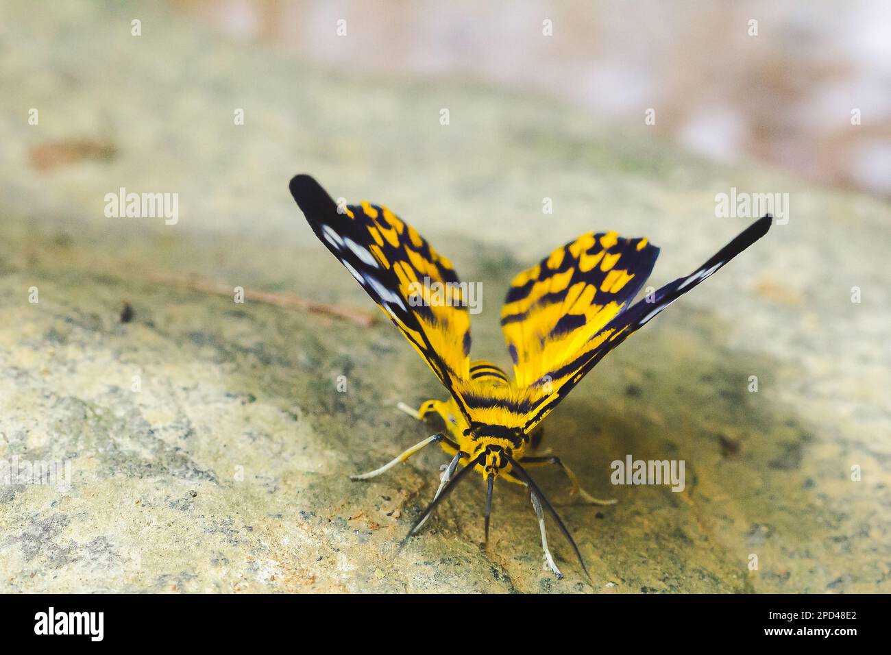 Military Dysphania Moth perched on white rocks along a colorful canal ...