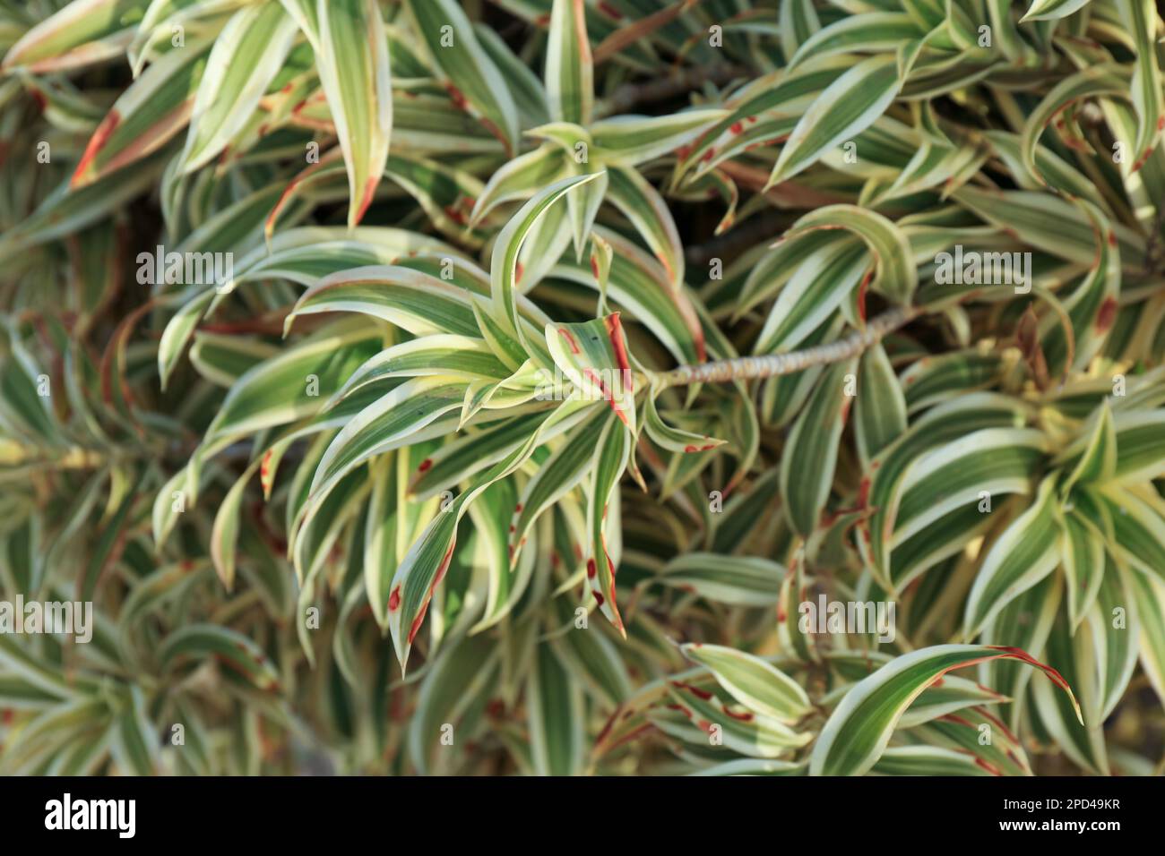 Genus dracaena hi-res stock photography and images - Alamy