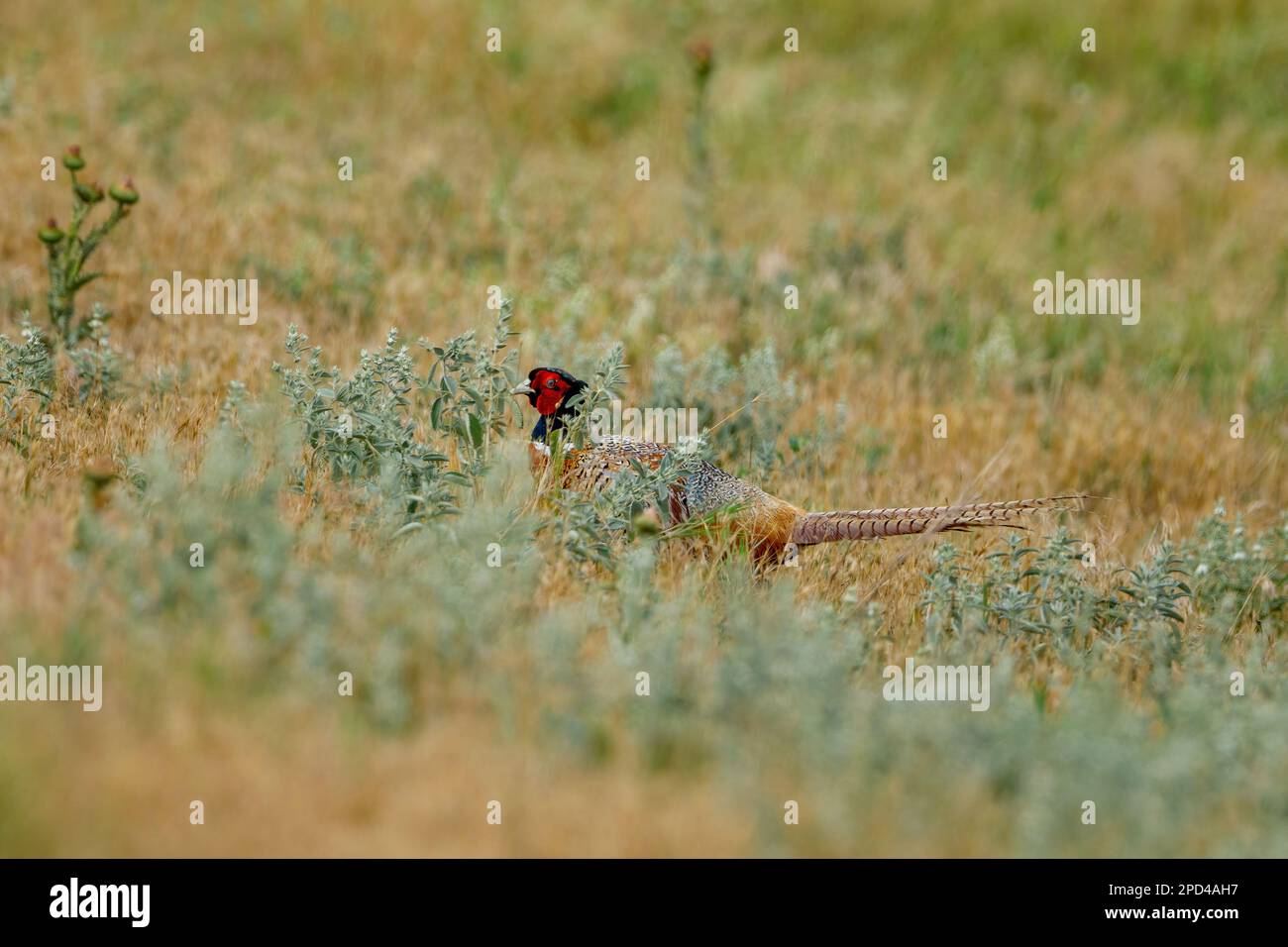 Wild Pheasant in the grassland of the Danube Delta Stock Photo - Alamy