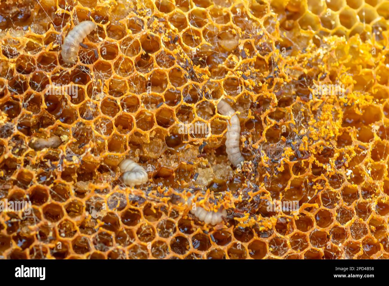 Waxworms, caterpillar larvae of wax moths, on damaged beeswax, frame ...