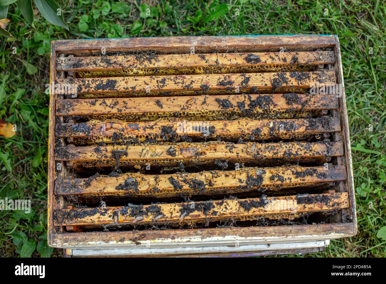 Wax moth larvae on an infected bee nest. cover of the hive is infected ...