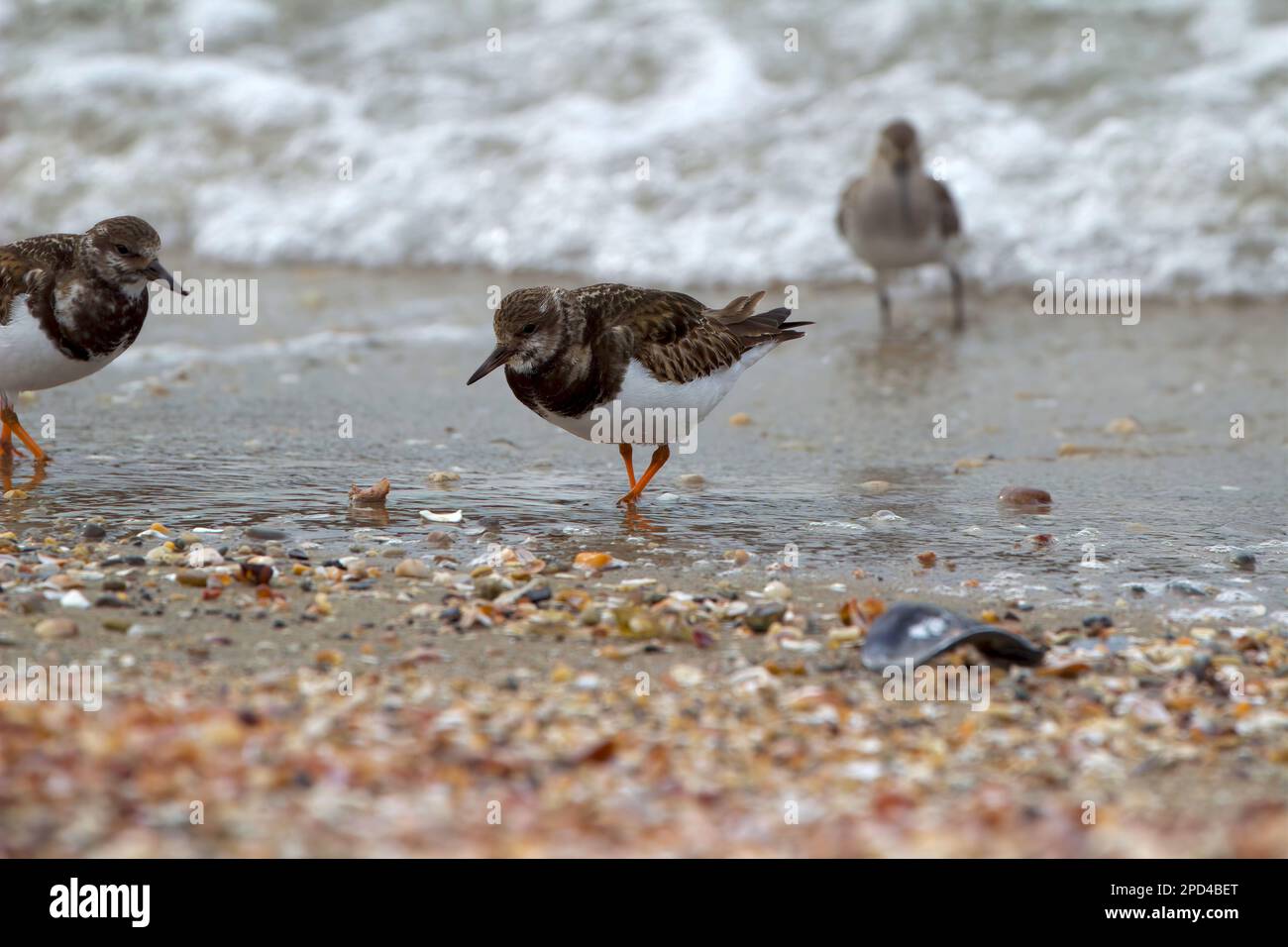 Ruddy turnstone birds on a beach Stock Photo - Alamy