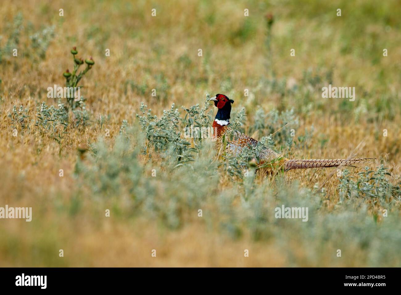 Wild Pheasant in the grassland of the Danube Delta Stock Photo - Alamy