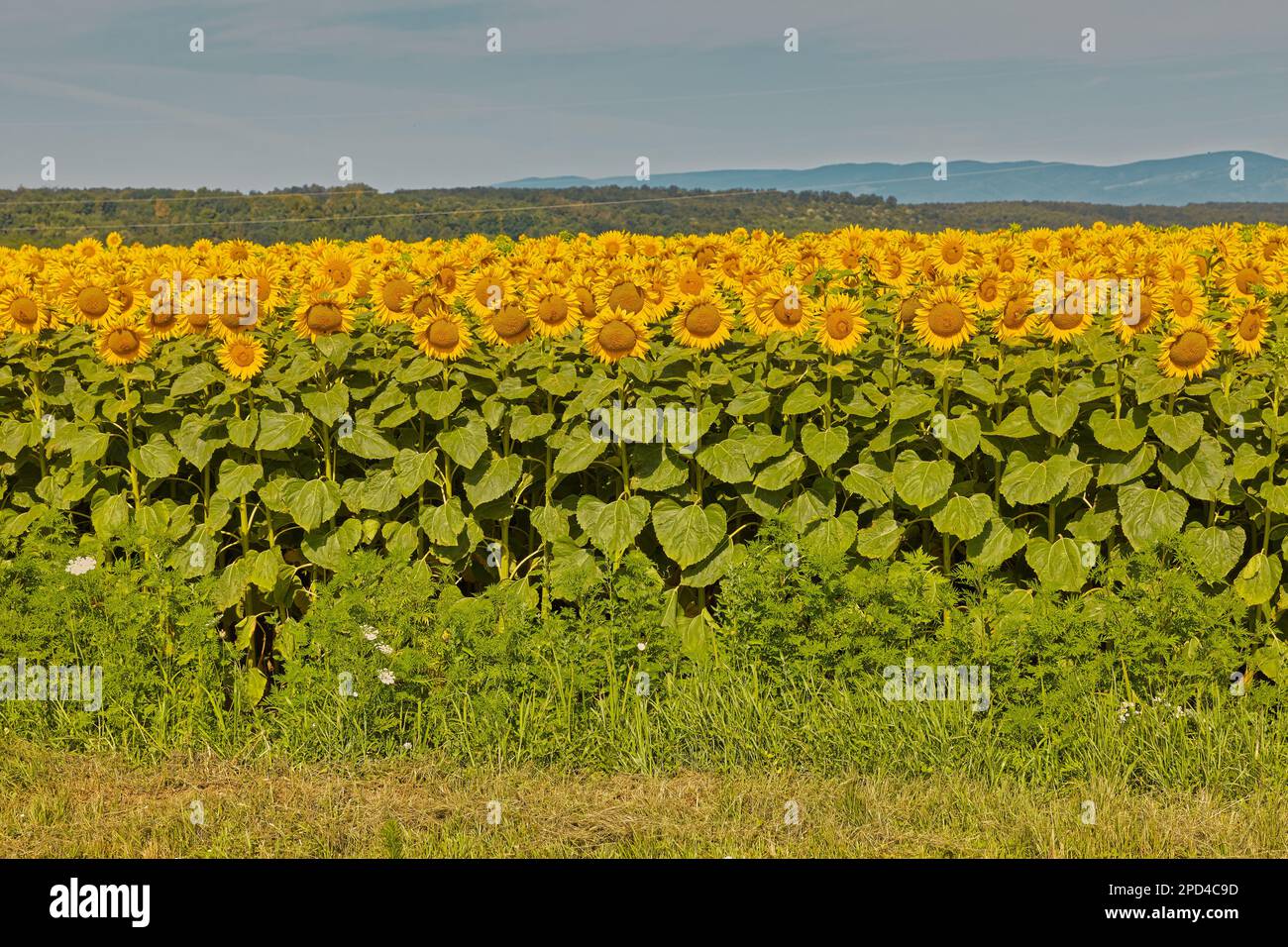 Sunflower field in bloom Stock Photo - Alamy