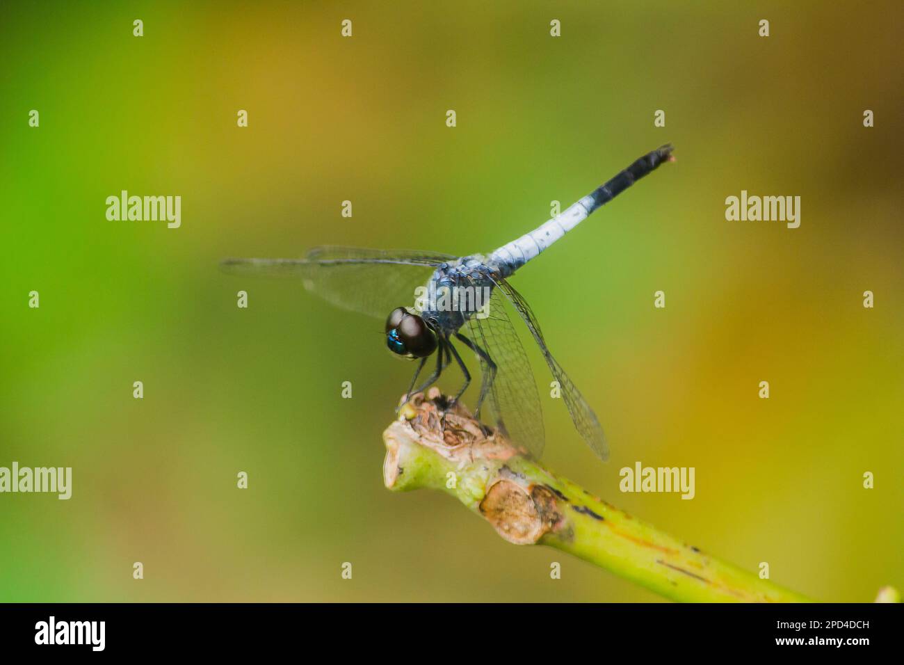 Dragonfly standing hi-res stock photography and images - Alamy