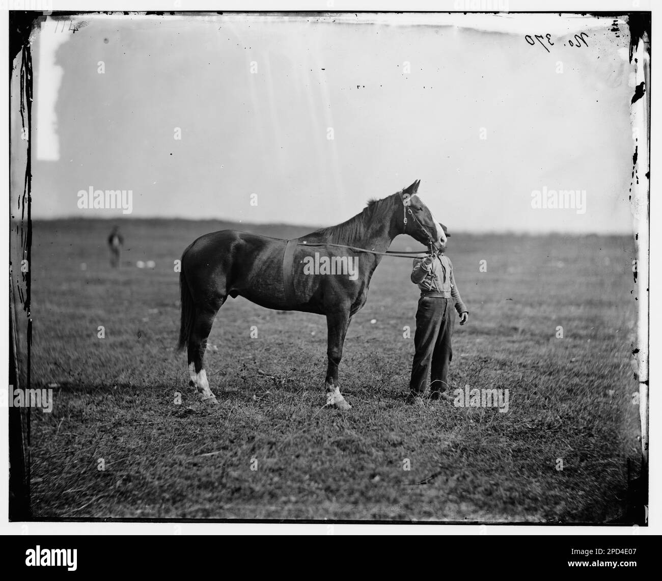 Culpeper, Virginia. General George G. Meade's horse, "Baldy". Civil war ...
