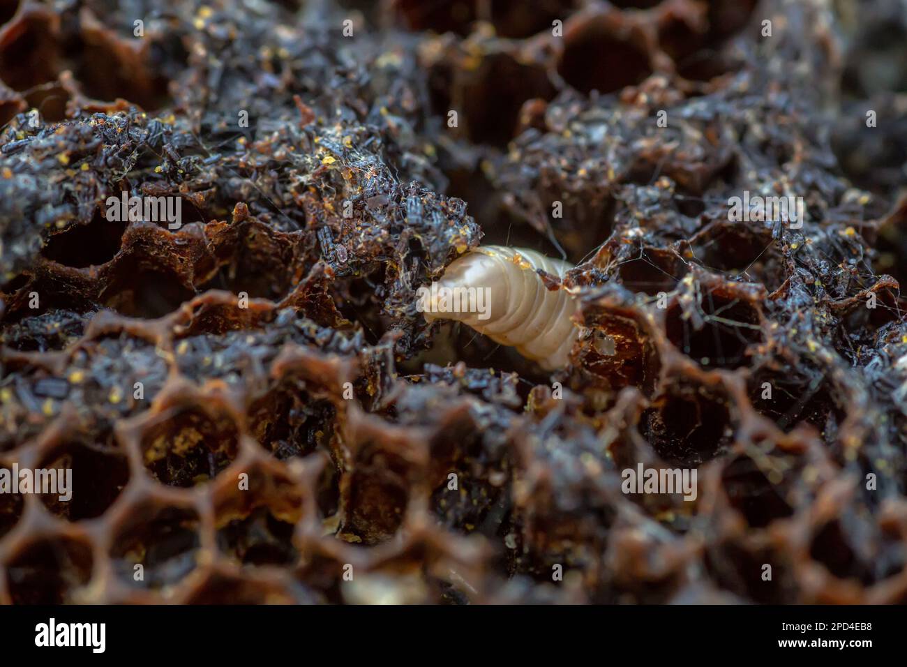 Wax moth larvae on an infected bee nest. cover of the hive is infected ...