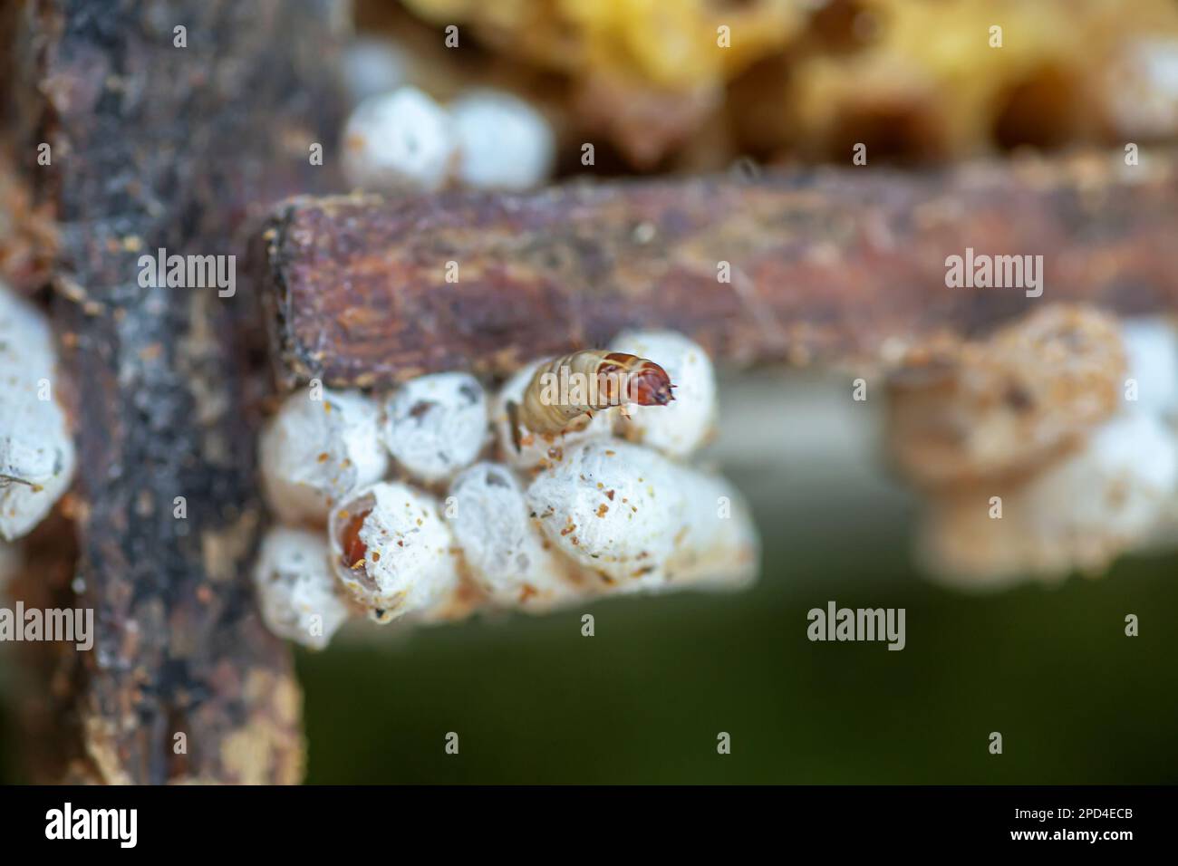 Fully-grown larvae form cocoons in comb debris, attached to frame or ...