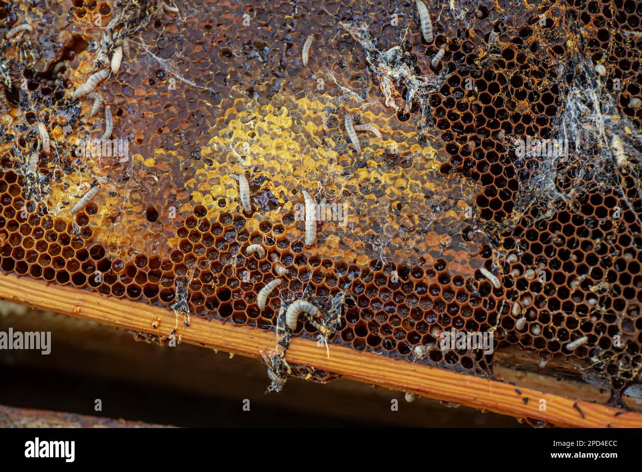 Waxworms, caterpillar larvae of wax moths, on damaged beeswax, frame ...