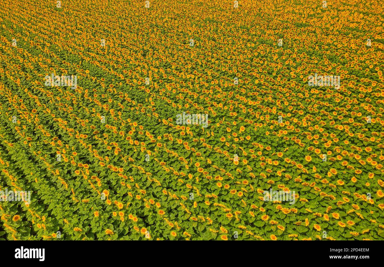 Aerial view rows sunflower plant hi-res stock photography and images ...