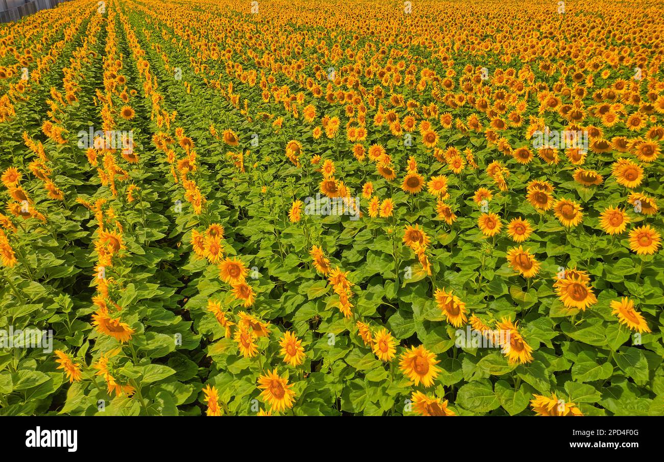 Sunflower field in bloom aerial Stock Photo - Alamy
