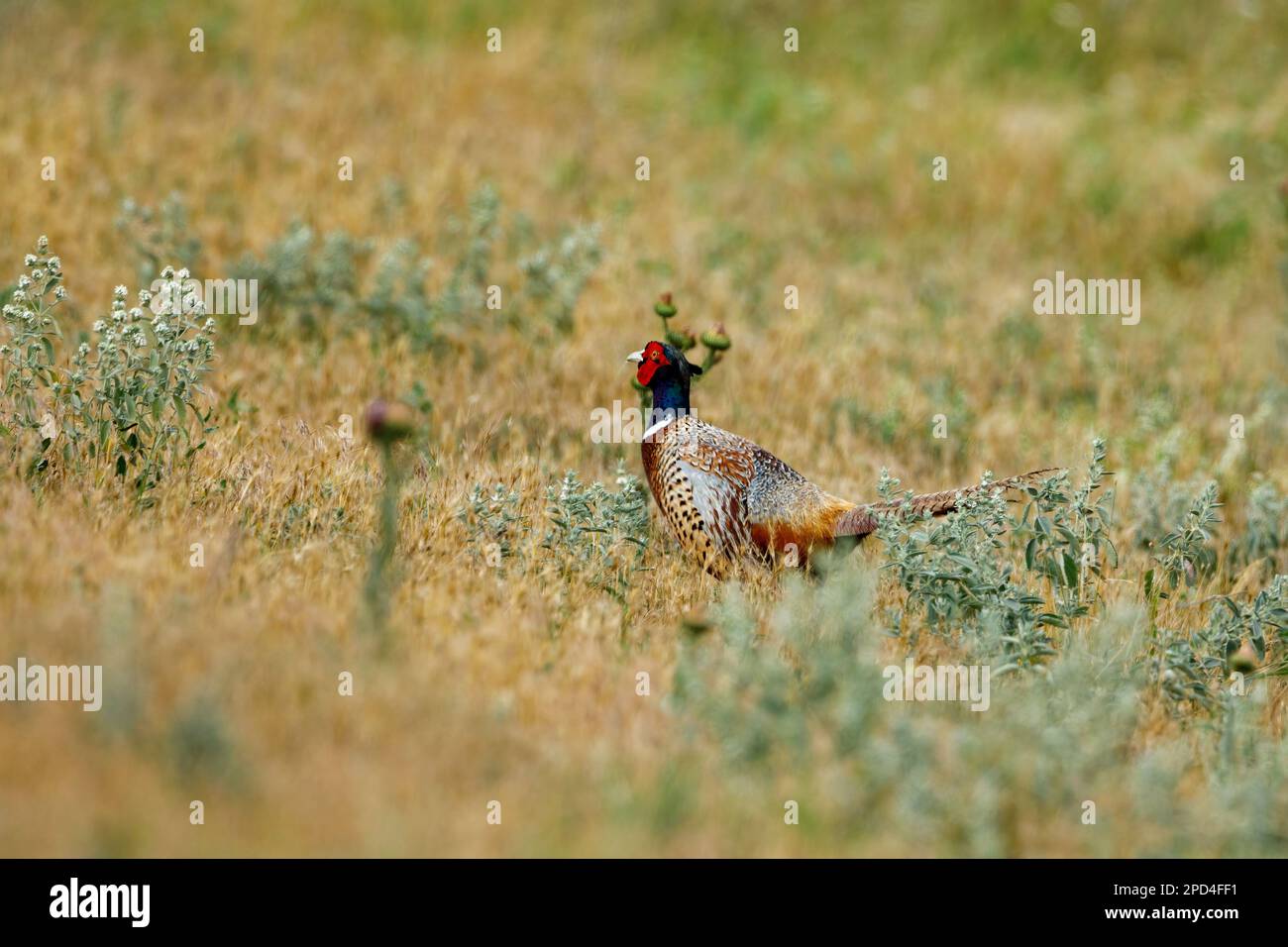 Wild Pheasant in the grassland of the Danube Delta Stock Photo - Alamy
