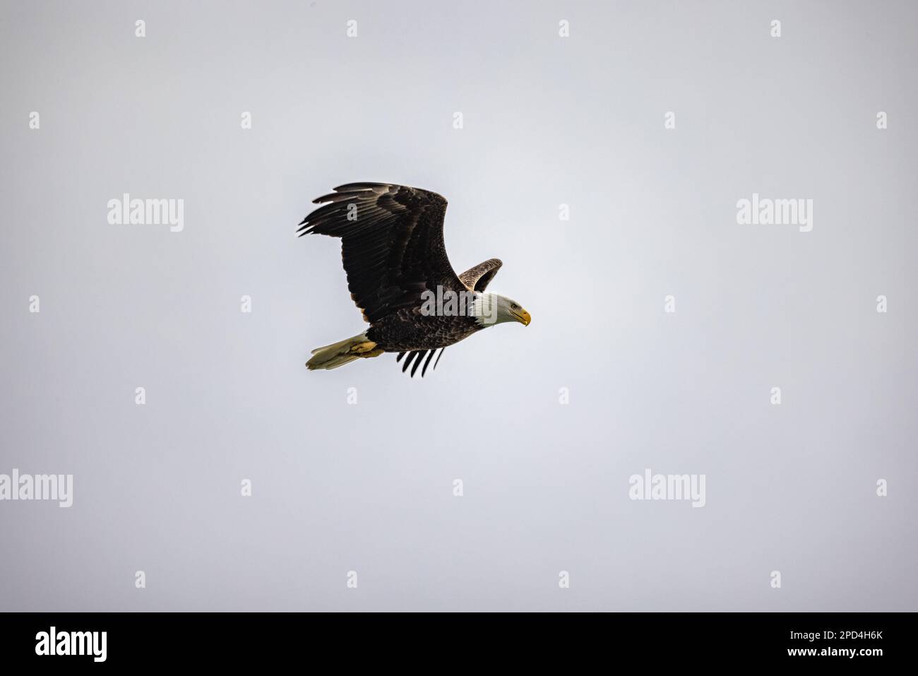 An adult bald eagle soaring through the sky with wings spread wide ...