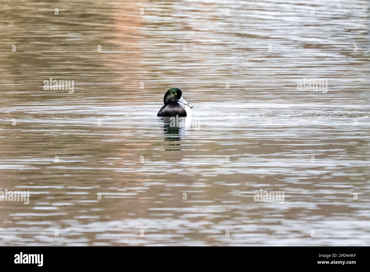 A duck is swimming in a tranquil lake with clear water, creating ...