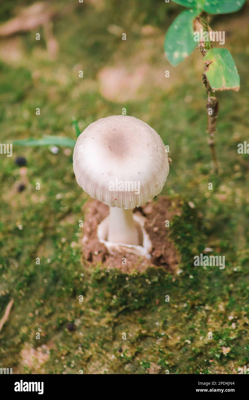 White Flowering Round Mushroom Rising from the White Flowering Round ...