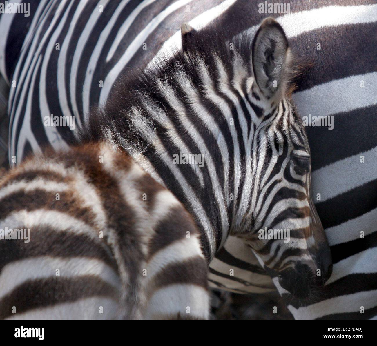 A male baby zebra named Roger brushes up against his mom Samantha at ...